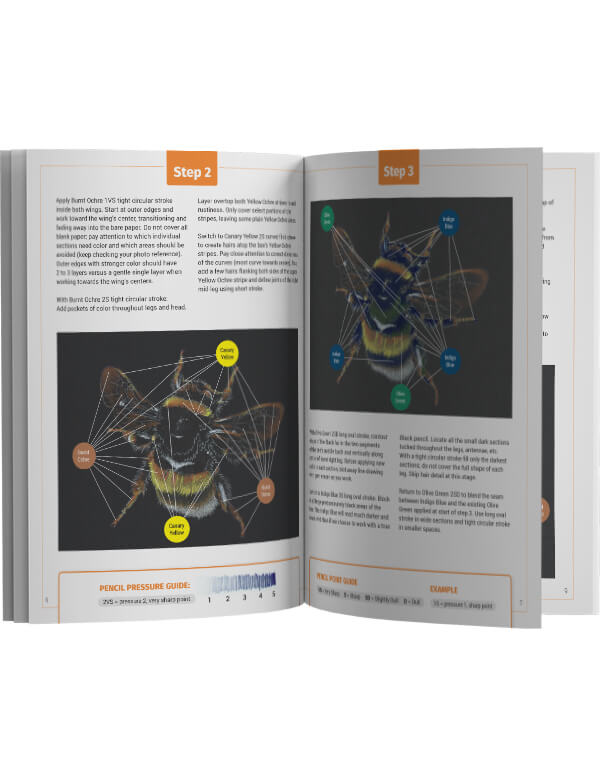 Jumpstart Level 3: Critters: Bee | annkullberg.com