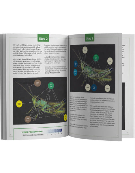 Jumpstart Level 2: Critters: Grasshopper | annkullberg.com