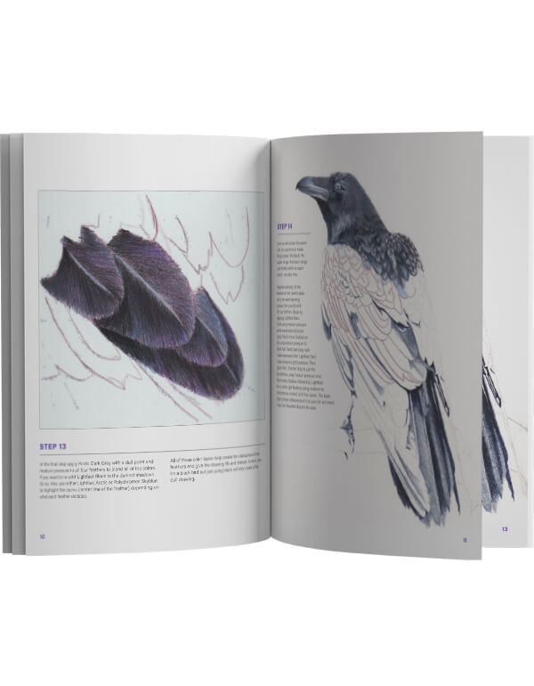 Ravishing Raven In-Depth Colored Pencil Project Kit | annkullberg.com